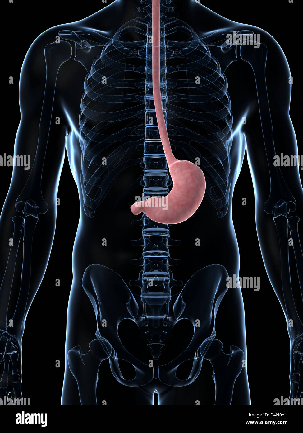 Stomache problems hi-res stock photography and images - Alamy