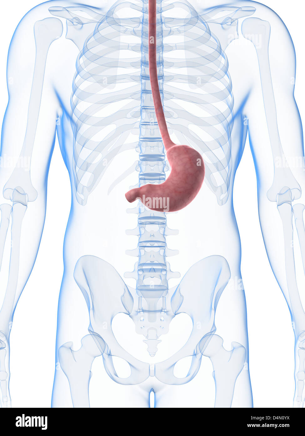 Stomache problems hi-res stock photography and images - Alamy