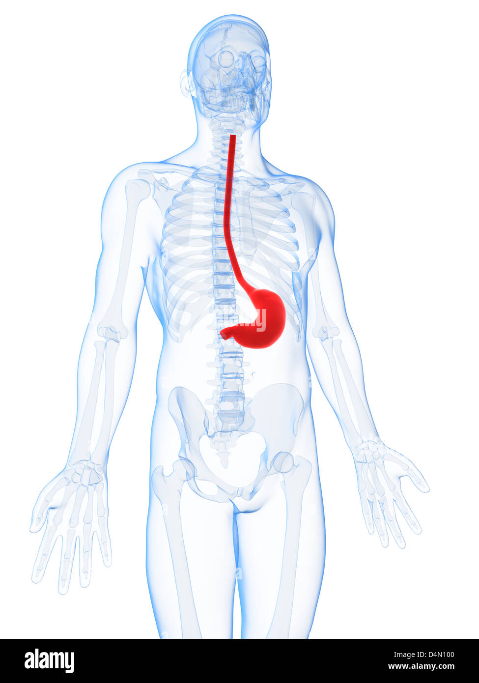 Stomache problems hi-res stock photography and images - Alamy