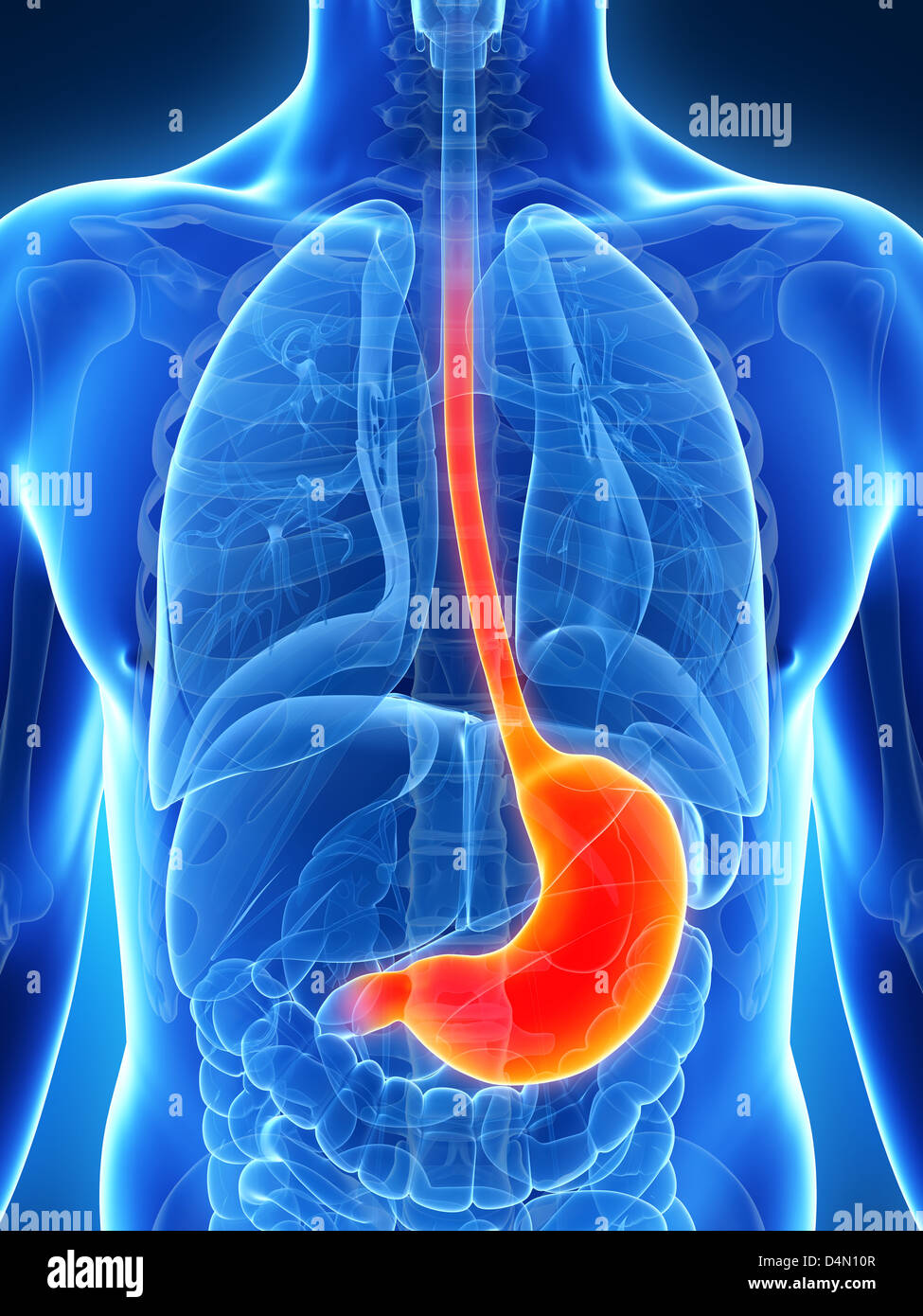 Stomache problems hi-res stock photography and images - Alamy
