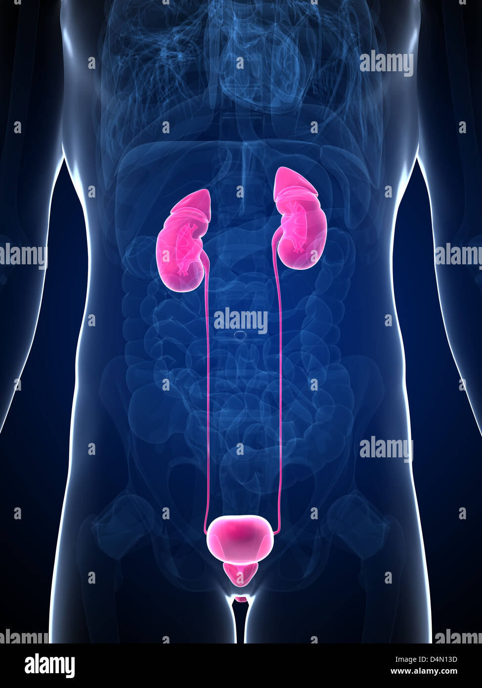 Anatomy of the kidney hi-res stock photography and images - Alamy