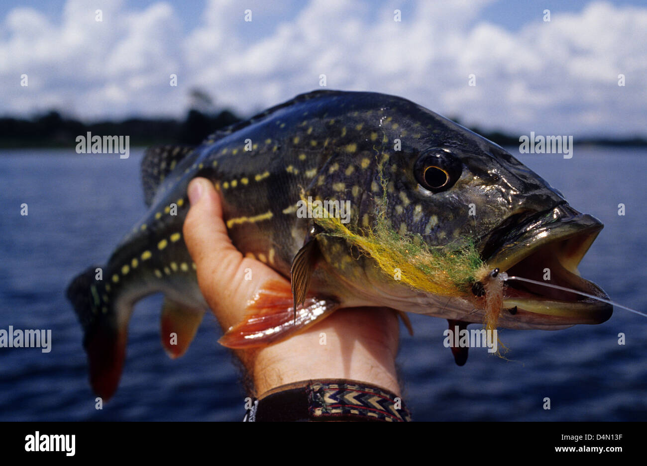 Fly fishing for peacock bass on the Rio Uatuma Amazonas Brazil Stock ...