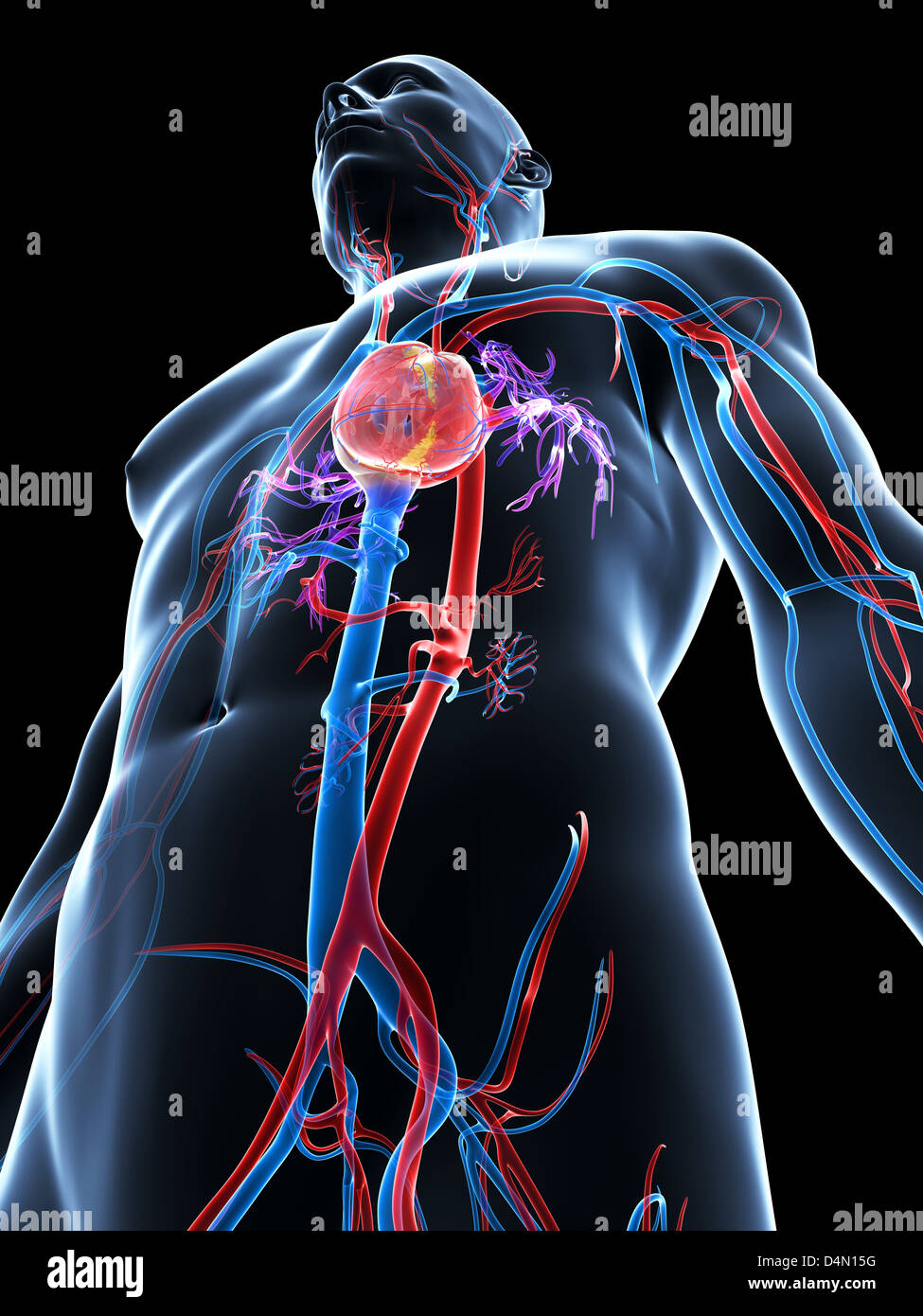 Human vascular system Stock Photo - Alamy