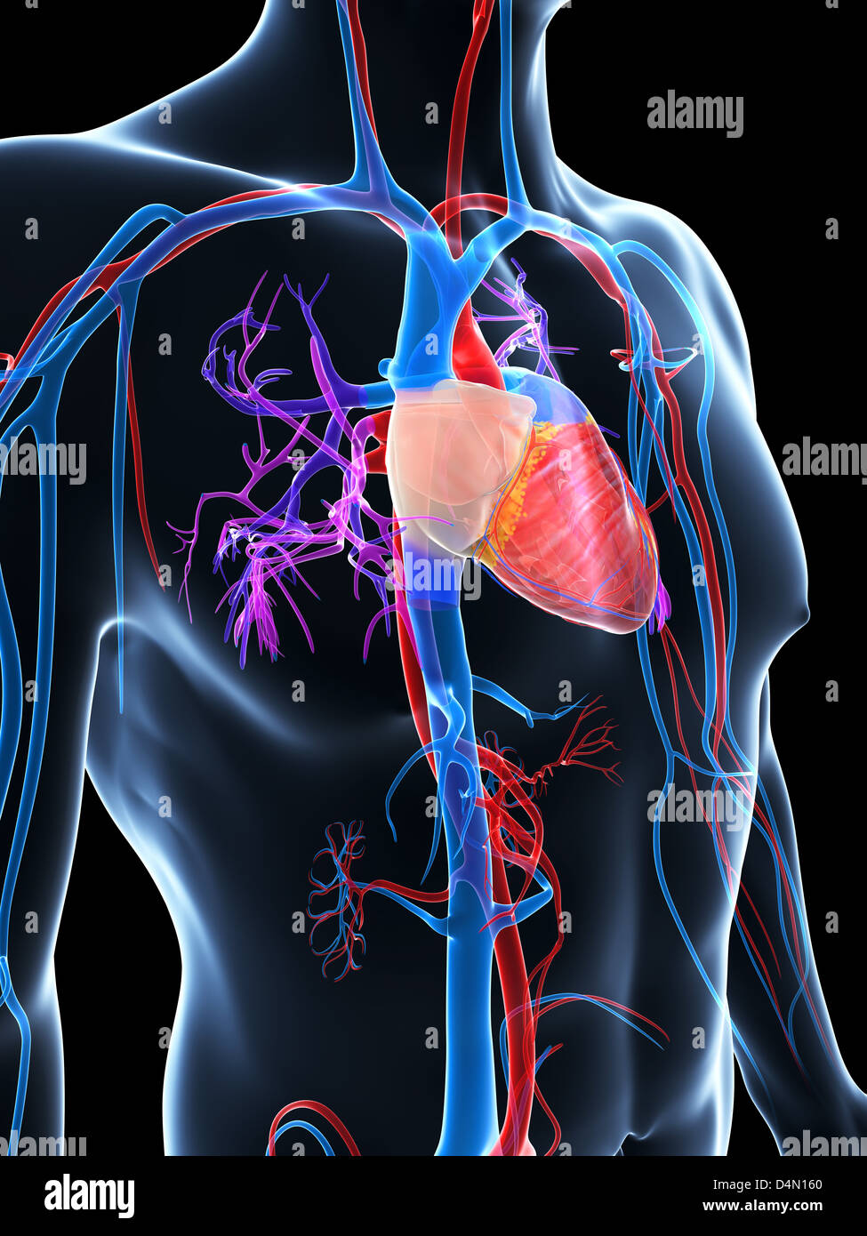 Human vascular system Stock Photo - Alamy