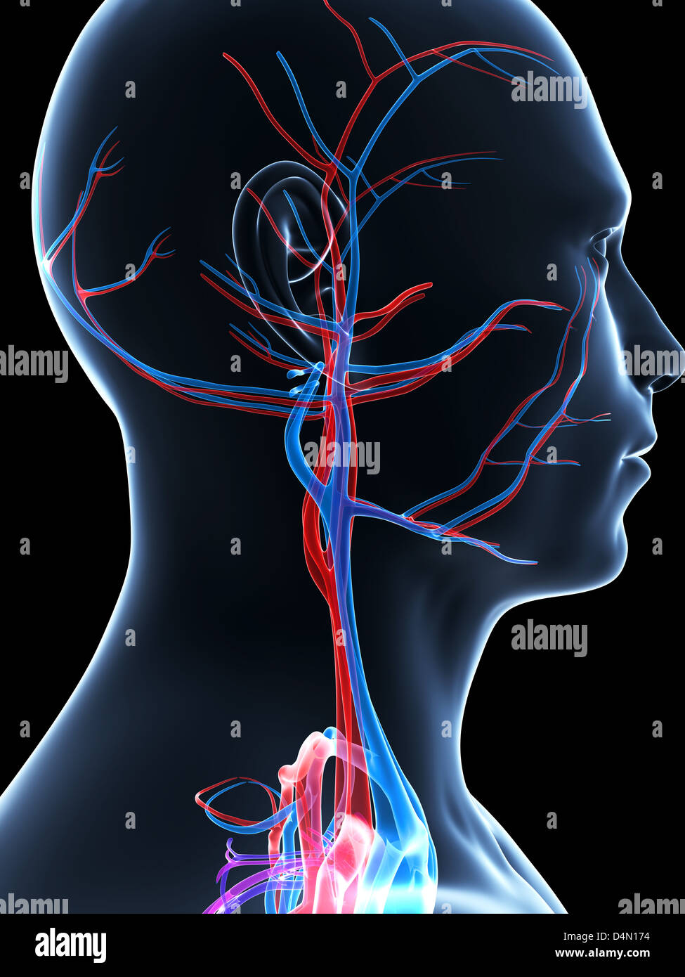Human vascular system Stock Photo - Alamy