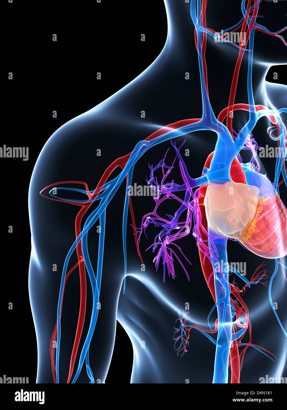Human vascular system Stock Photo - Alamy