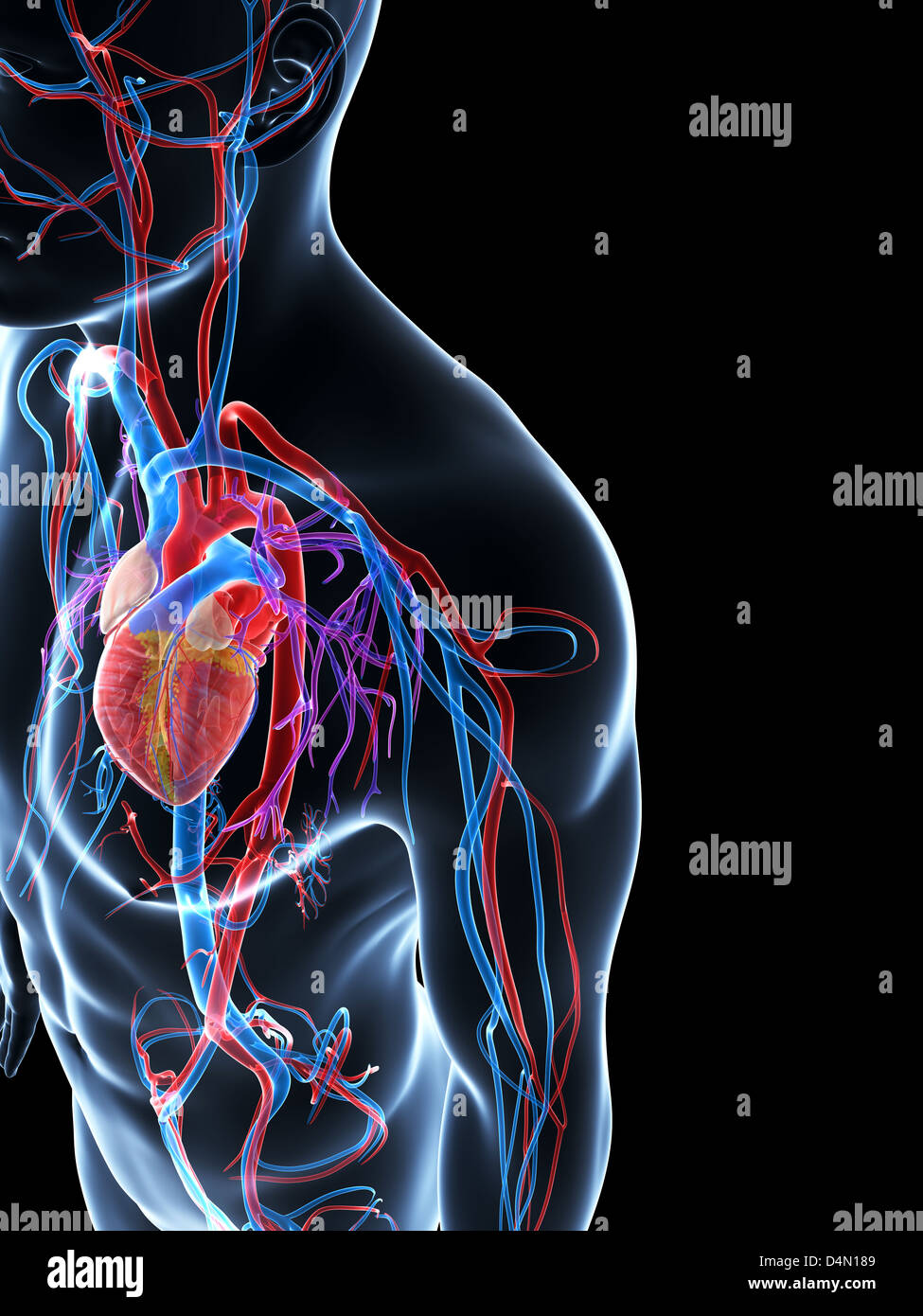Human vascular system Stock Photo - Alamy