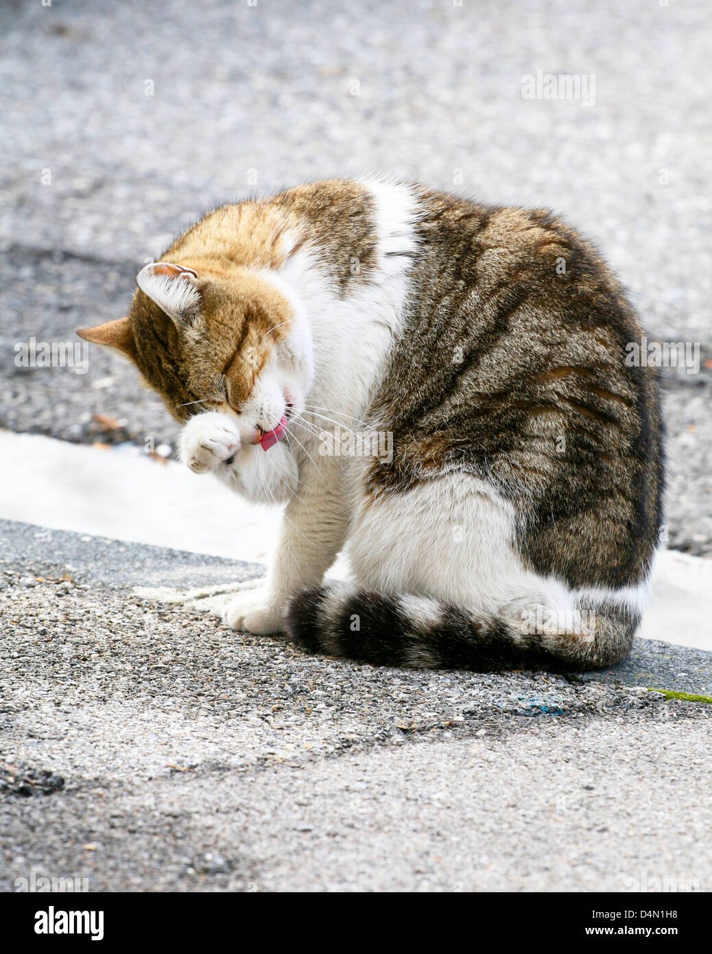 Cat boring hi-res stock photography and images - Alamy