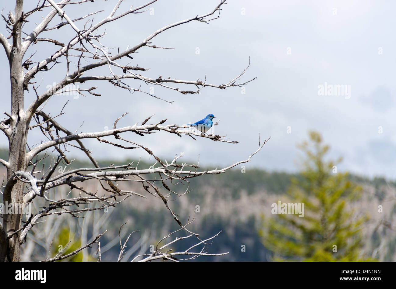 Bluebird springs hi-res stock photography and images - Alamy