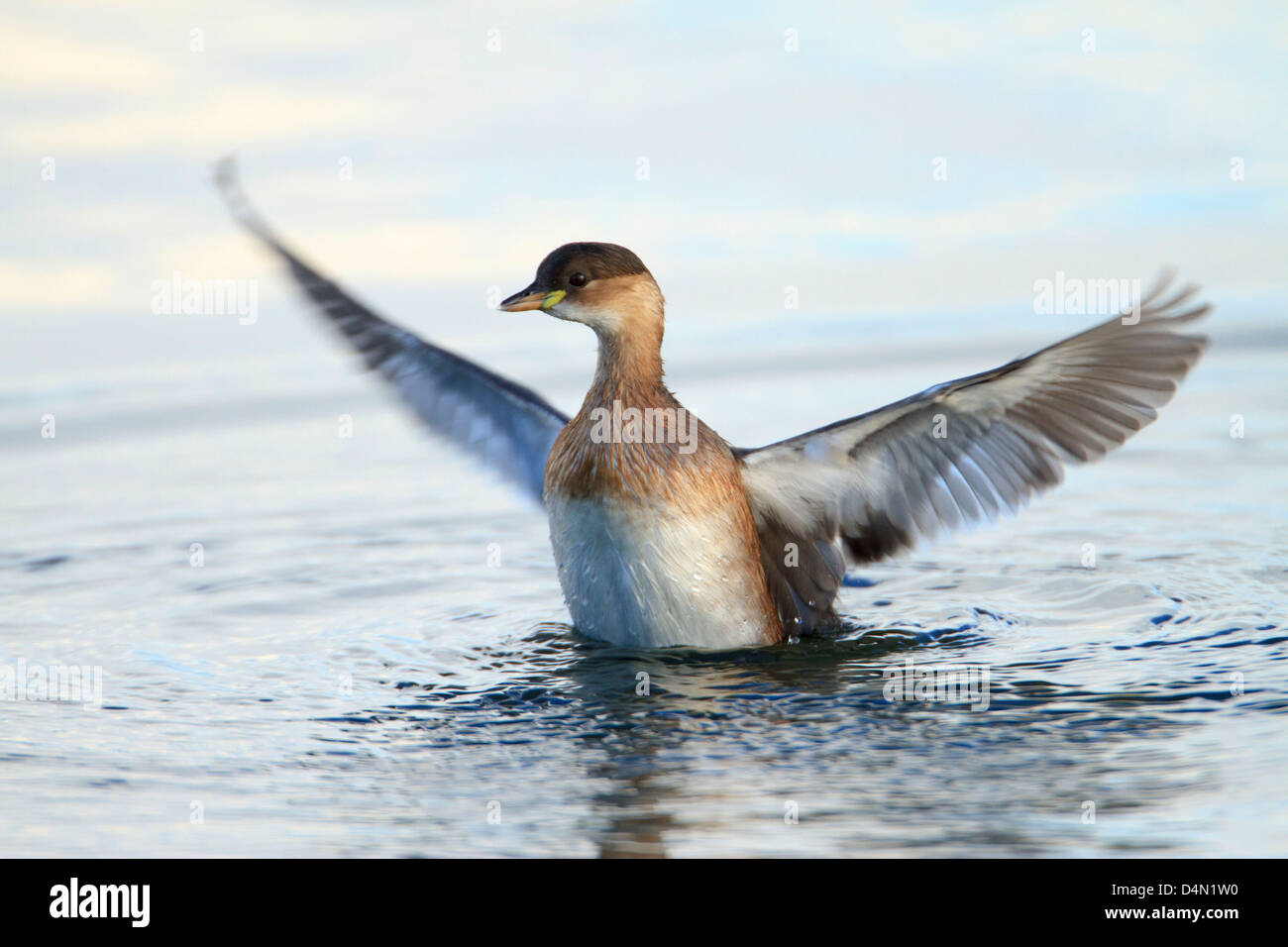 Little Grebe Tachybaptus ruficolis. Wing flapping display to his mate ...