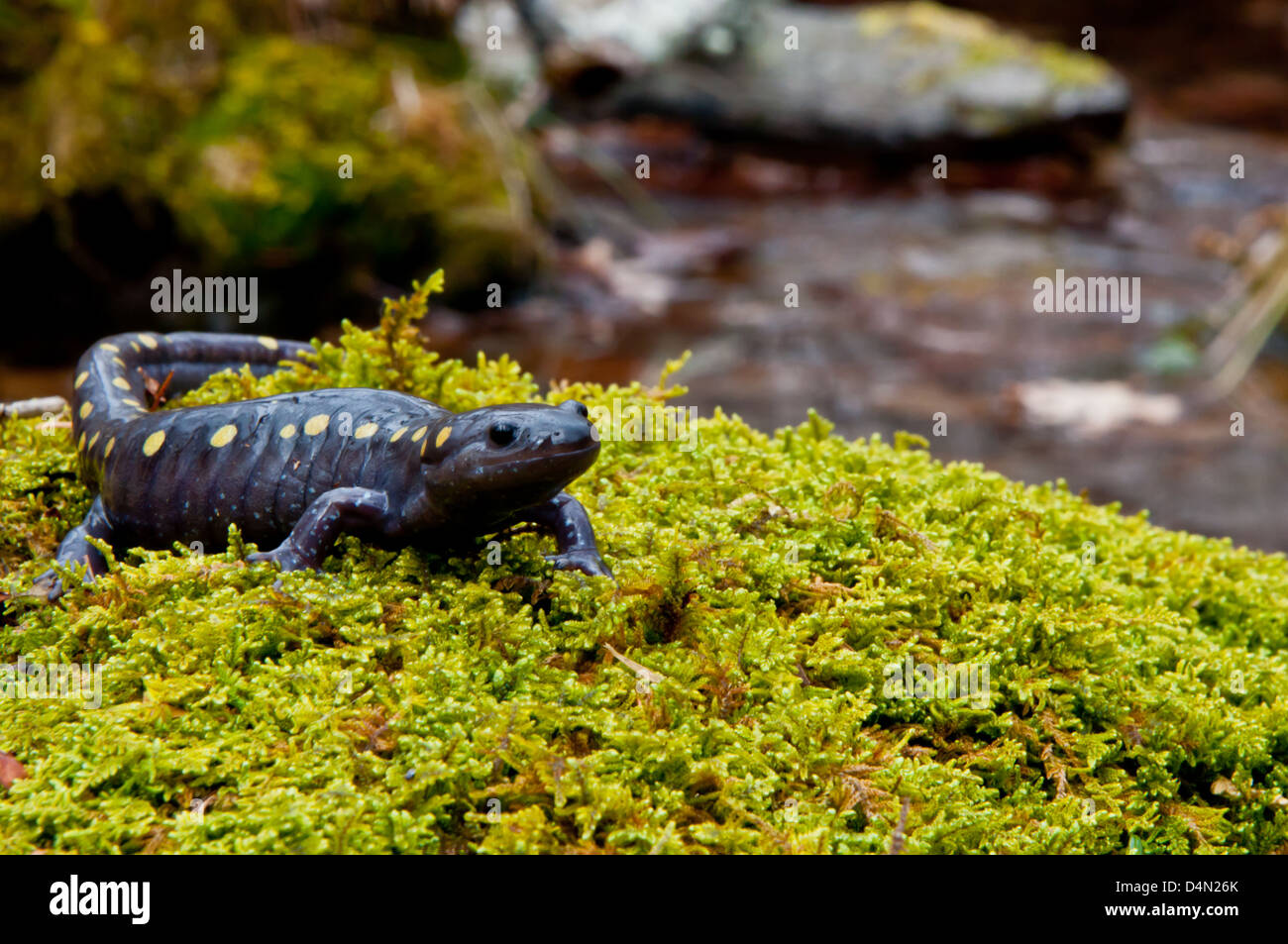 Spotted Salamander moving towards vernal pool Stock Photo - Alamy