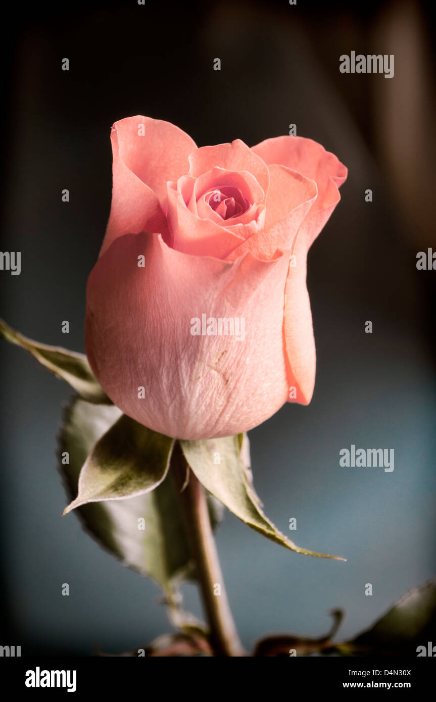 Beautiful rosebud hi-res stock photography and images - Alamy