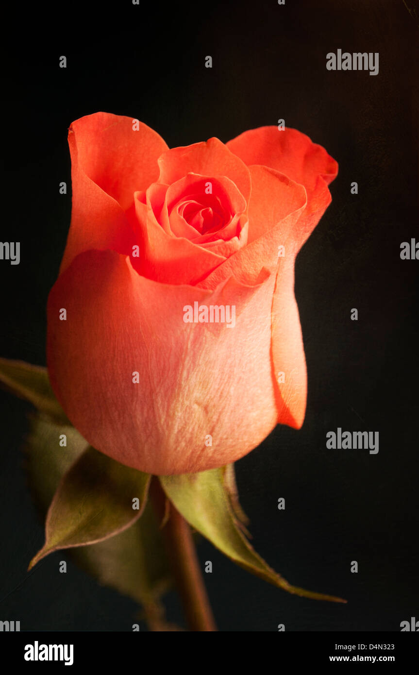 Most beautiful rose hi-res stock photography and images - Alamy