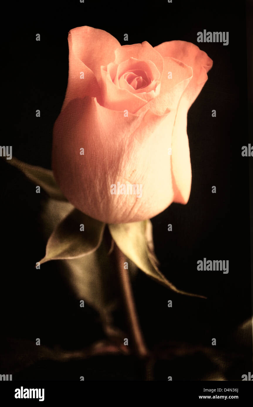 One beautiful rose hi-res stock photography and images - Alamy