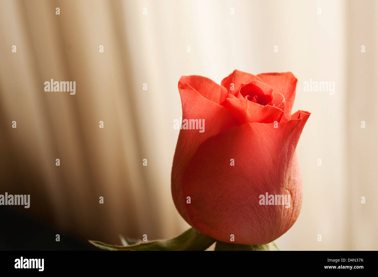 One beautiful rose hi-res stock photography and images - Alamy