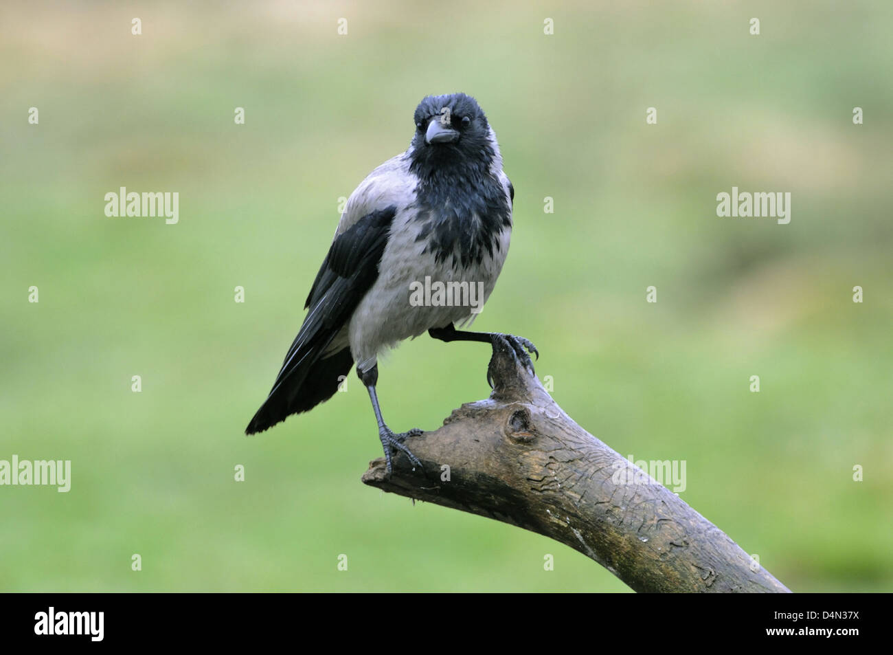 Hooded crow (Corvus cornix Stock Photo - Alamy