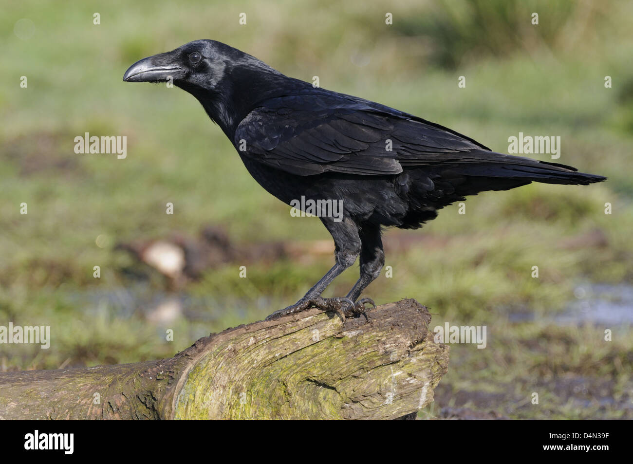 Raven (Corvus corax Stock Photo - Alamy