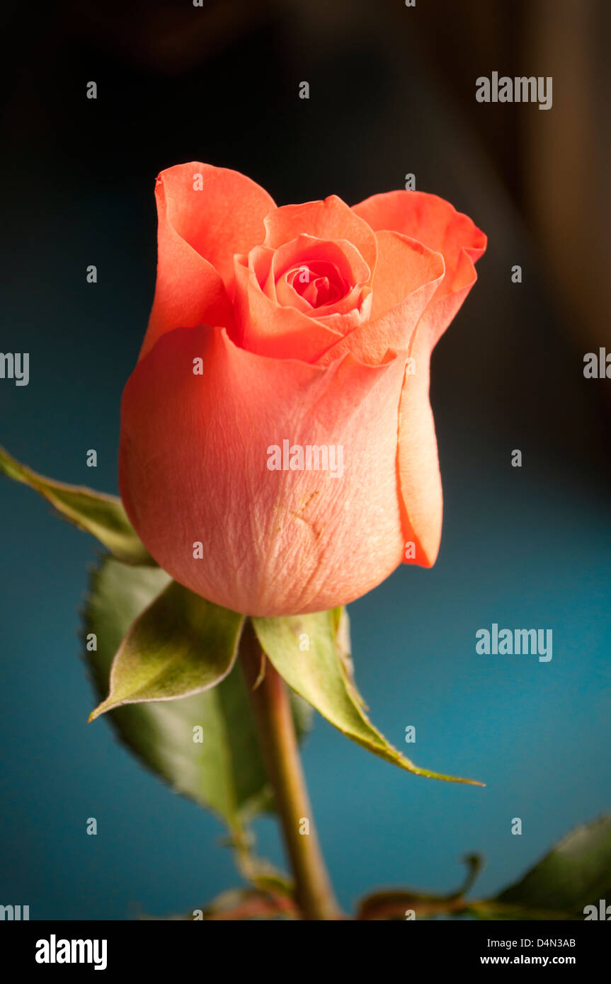 Most beautiful rose hi-res stock photography and images - Alamy