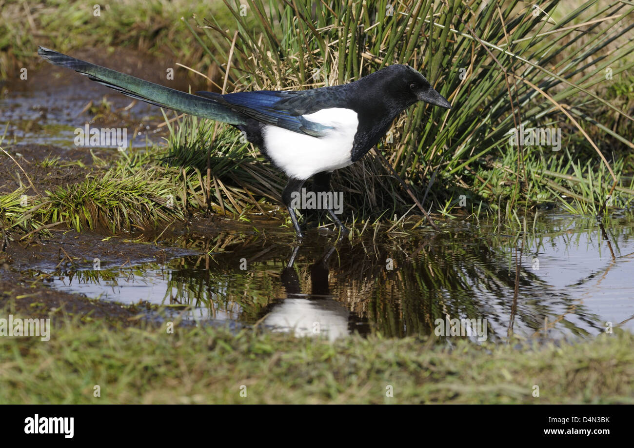 Magpie (Pica pica Stock Photo - Alamy