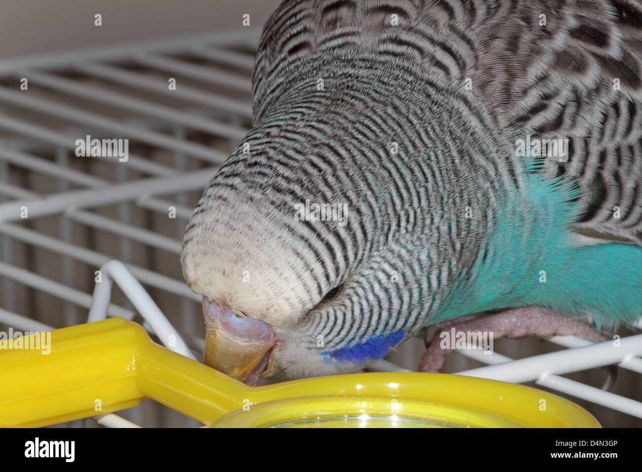 Blue bird cage hi-res stock photography and images - Alamy