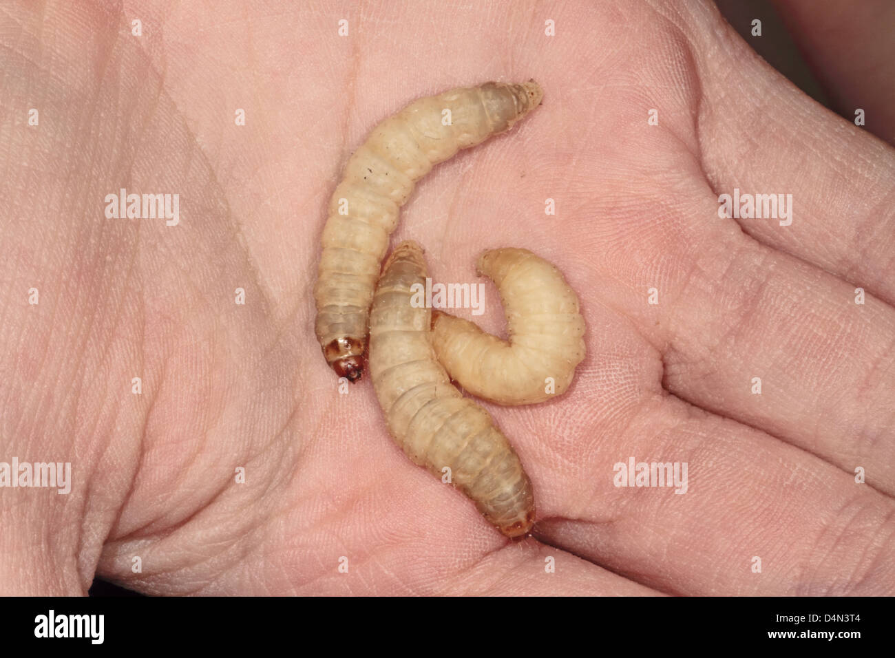 Waxworm hi-res stock photography and images - Alamy