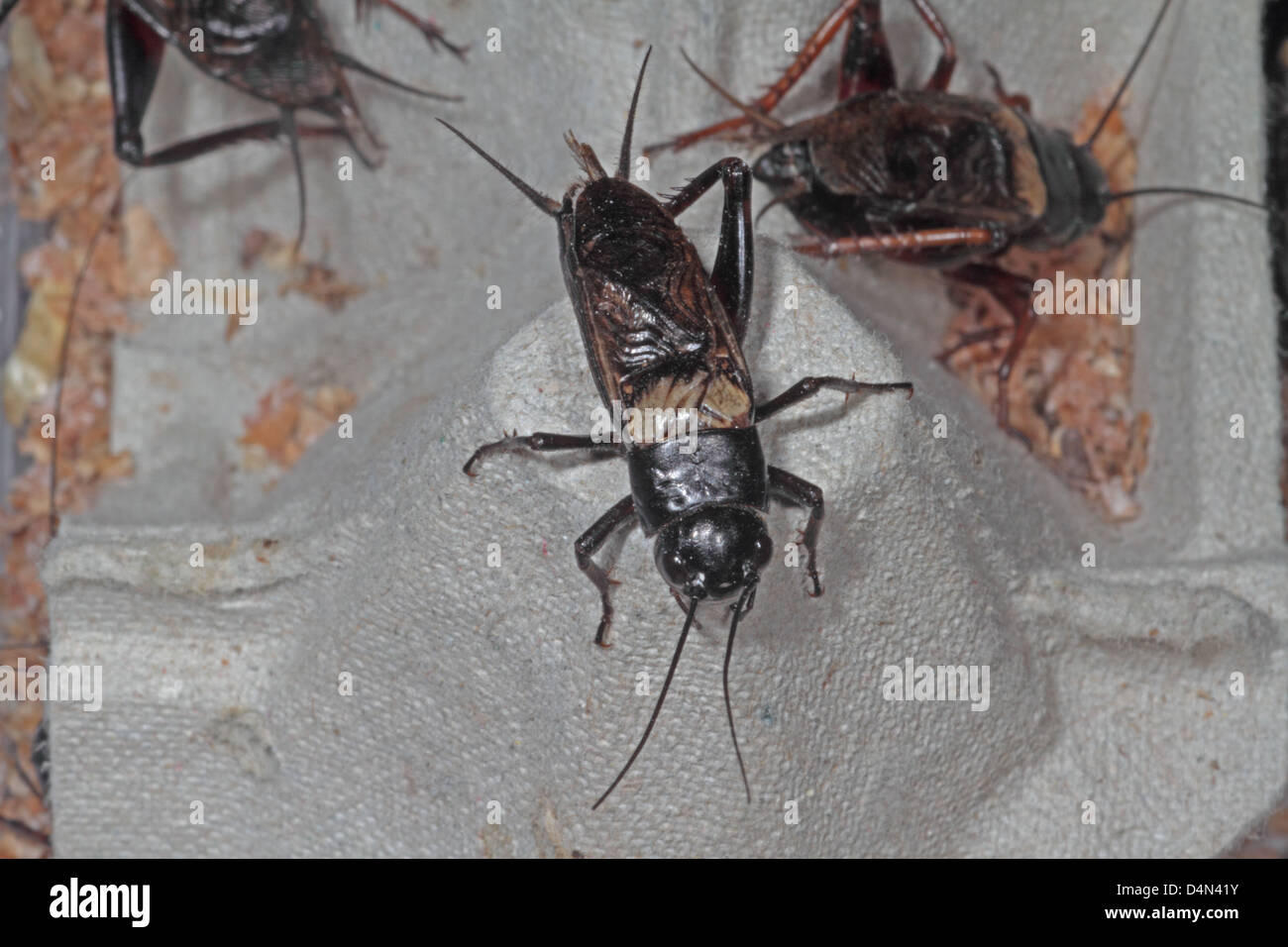 Black crickets in box bought as food for lizards Stock Photo - Alamy
