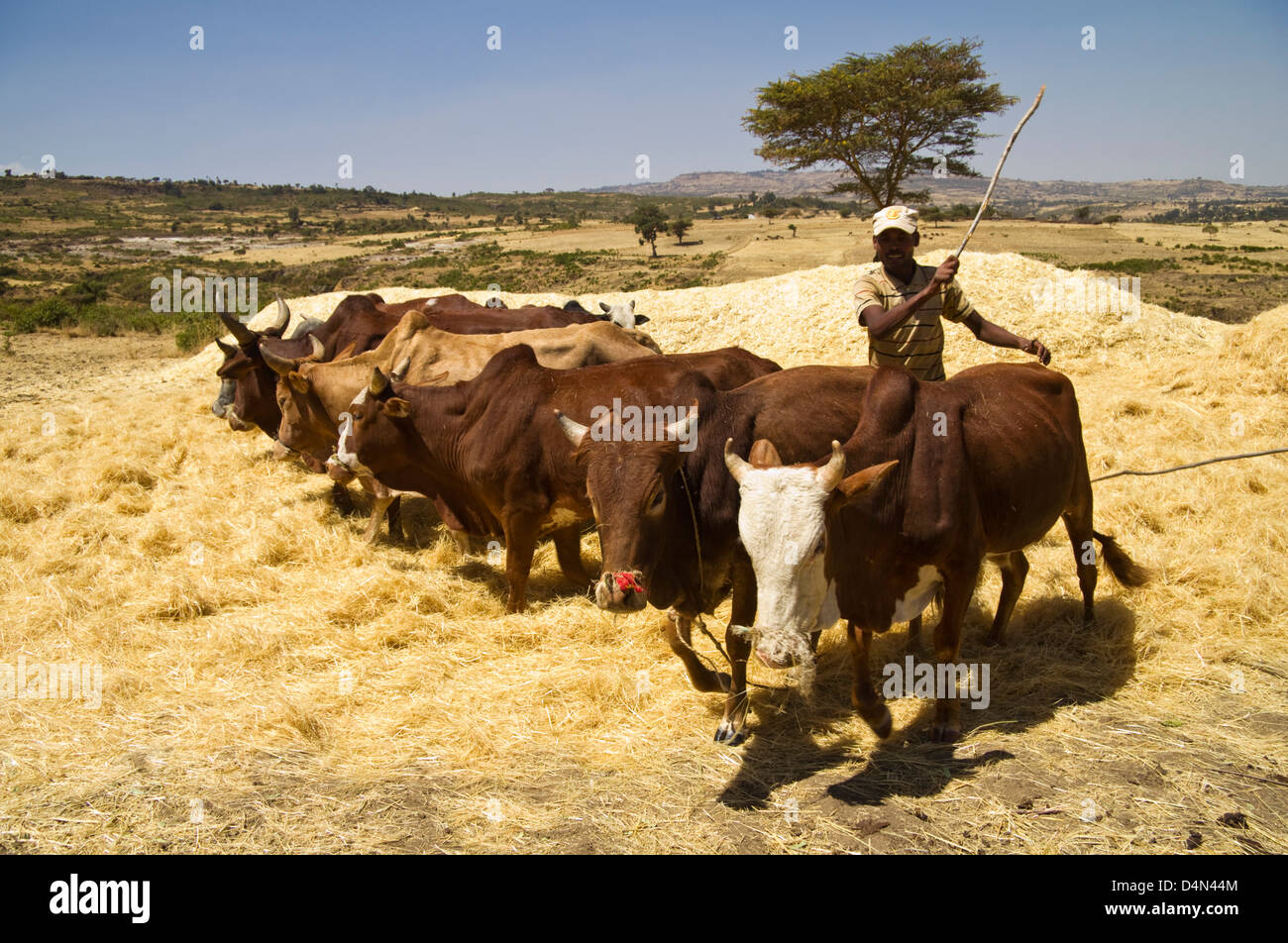 Thrashing with oxen, northern Ethiopia, Africa Stock Photo - Alamy