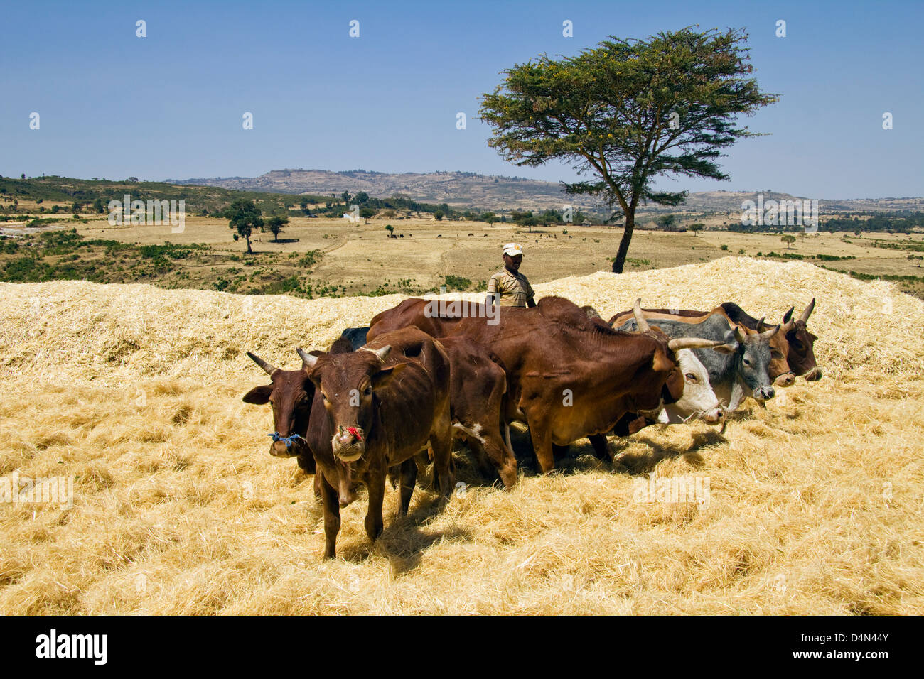 Thrashing with oxen, northern Ethiopia, Africa Stock Photo - Alamy