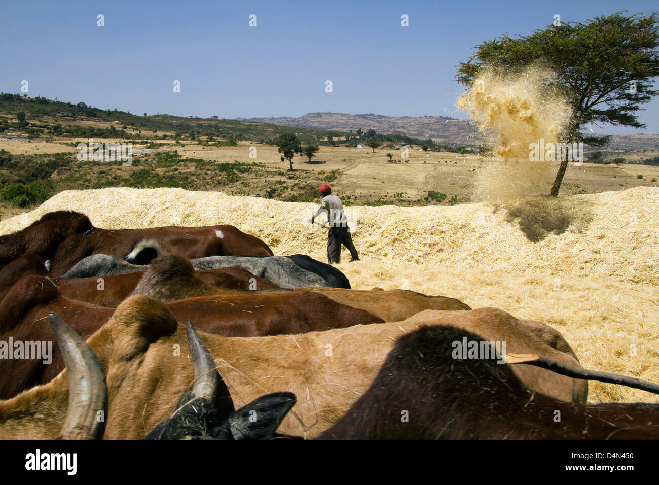 Thrashing with oxen, northern Ethiopia, Africa Stock Photo - Alamy
