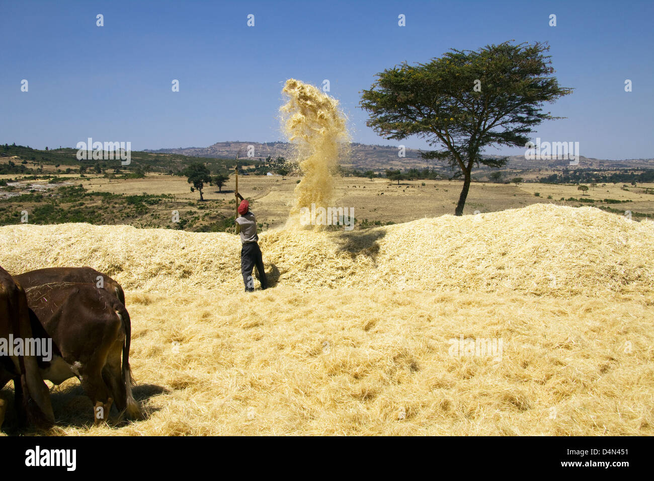 Thrashing with oxen, northern Ethiopia, Africa Stock Photo - Alamy