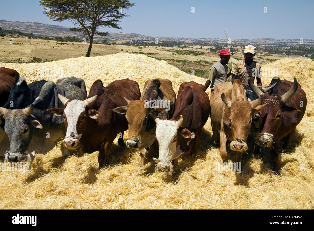 Thrashing with oxen, northern Ethiopia, Africa Stock Photo - Alamy