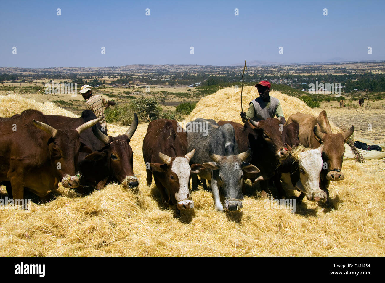 Thrashing with oxen, northern Ethiopia, Africa Stock Photo - Alamy