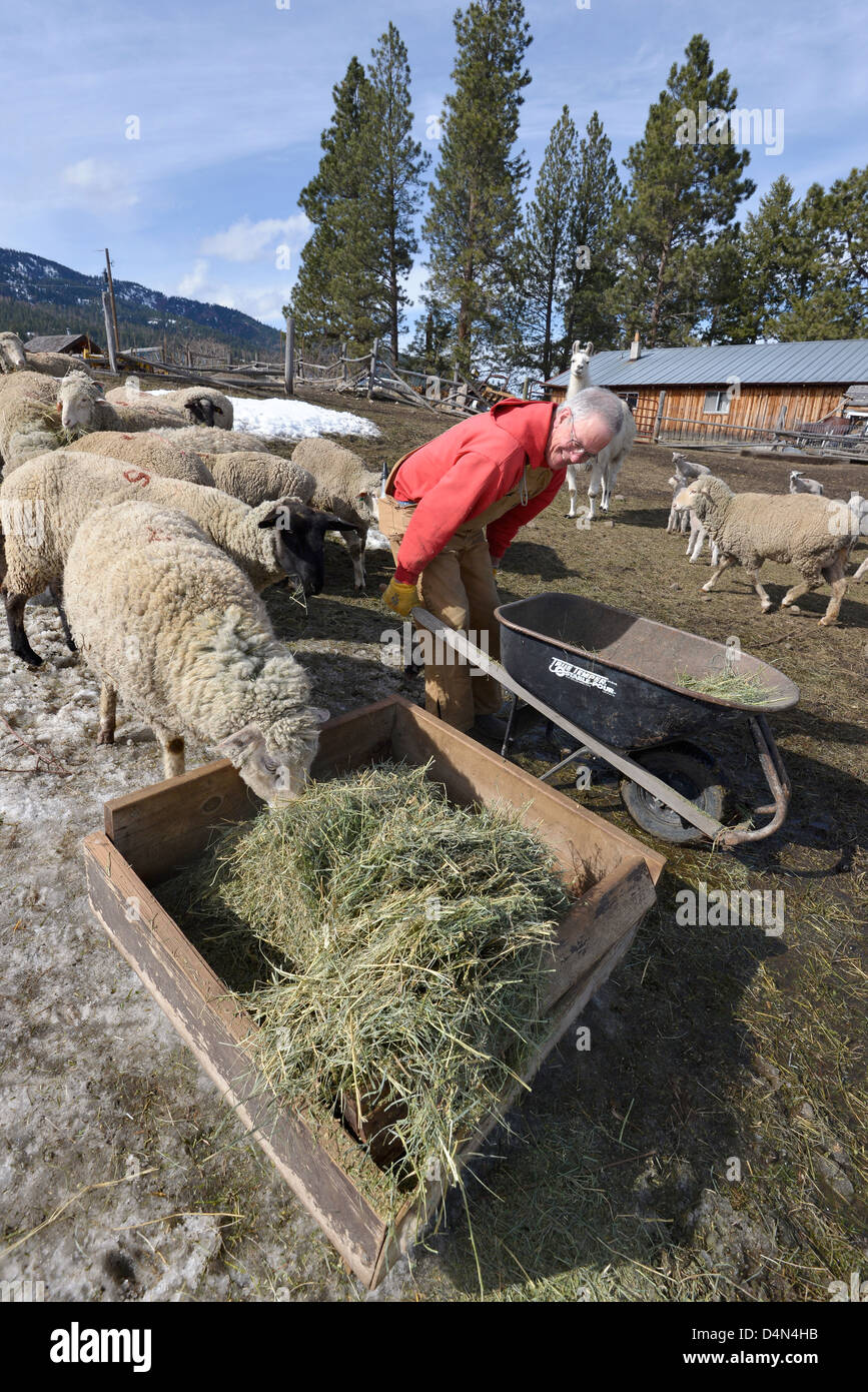 Feeding sheep hay hi-res stock photography and images - Alamy