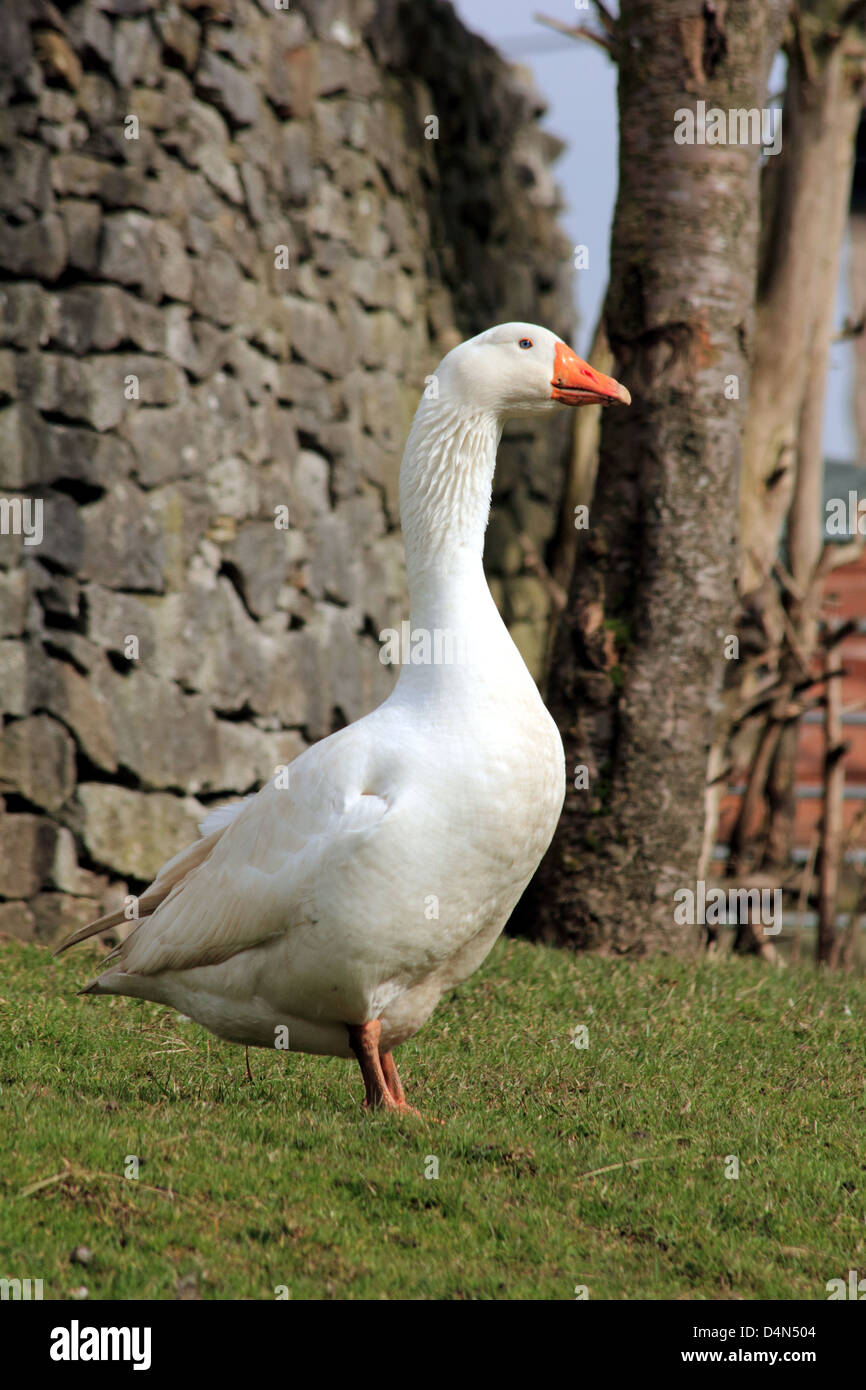 White domestic geese hi-res stock photography and images - Alamy