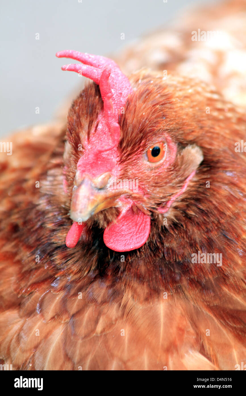 Free Range Chicken Stock Photo - Alamy
