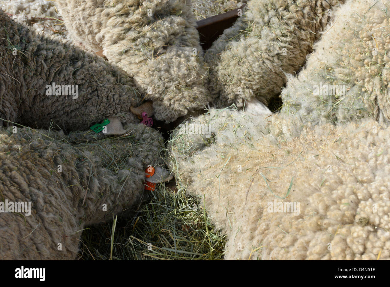 Sheep eating hay on a ranch in Oregon's Wallowa Valley Stock Photo - Alamy