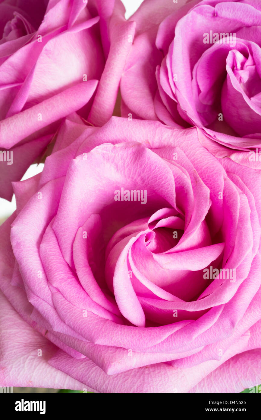Pink rose taken in natural light Stock Photo - Alamy