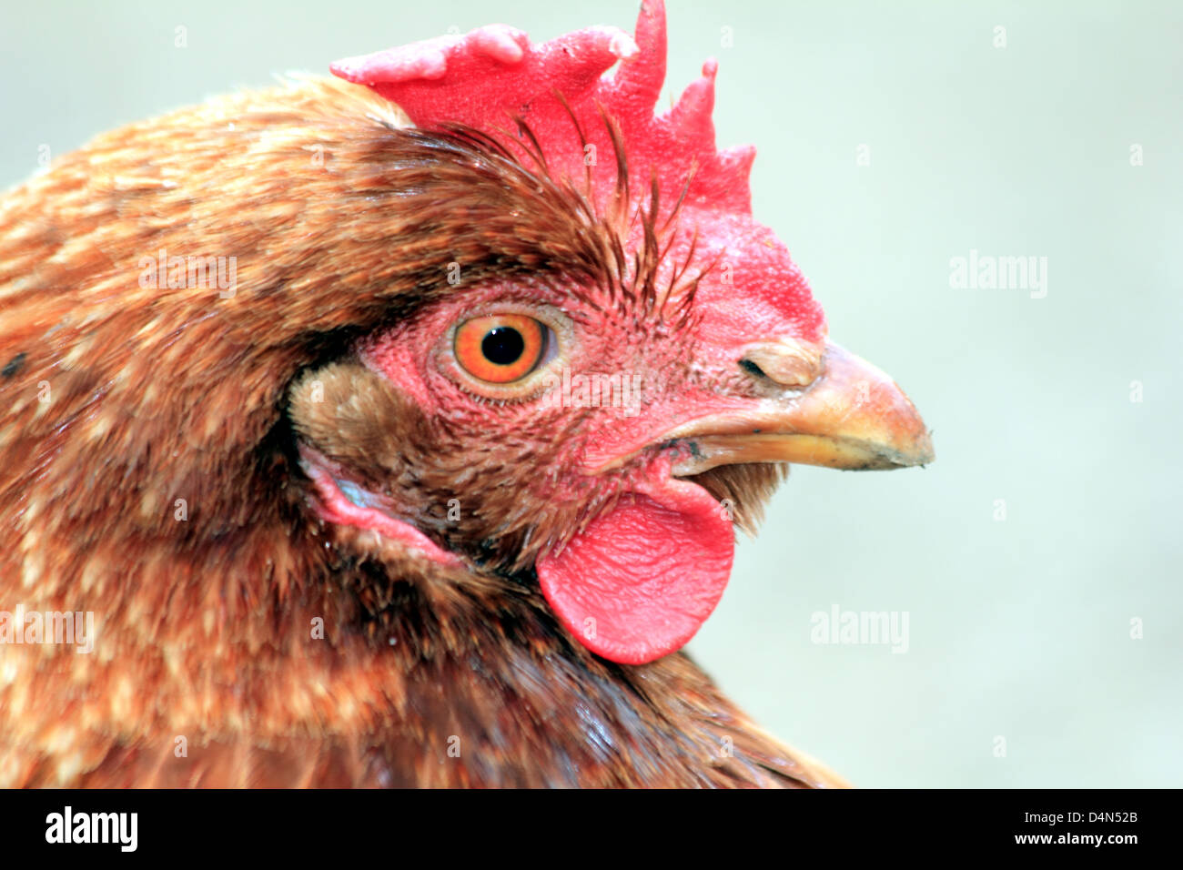 Free Range Chicken Stock Photo - Alamy