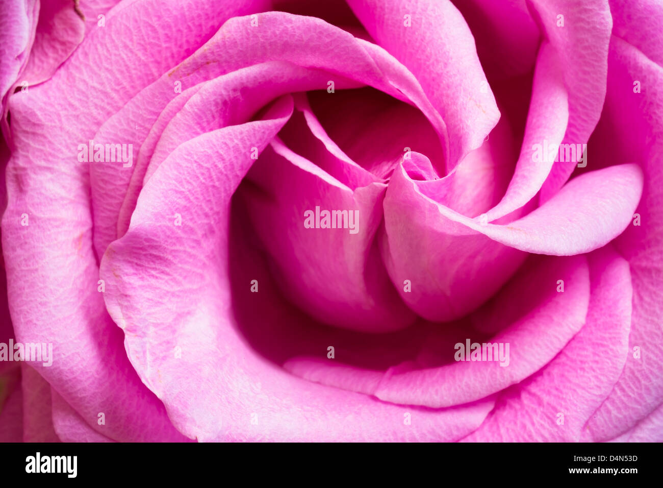 Pink rose taken in natural light Stock Photo - Alamy