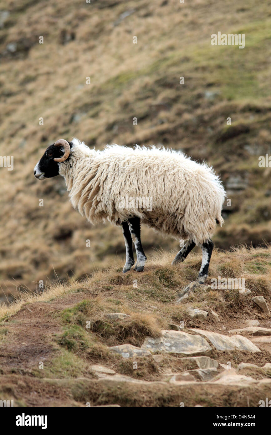 Mountain sheep hi-res stock photography and images - Alamy