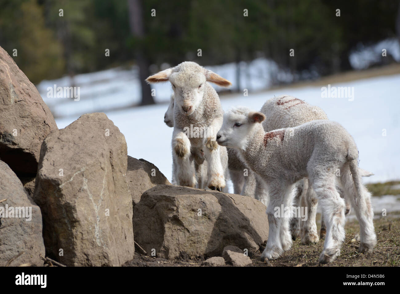 Lambs at play hi-res stock photography and images - Alamy