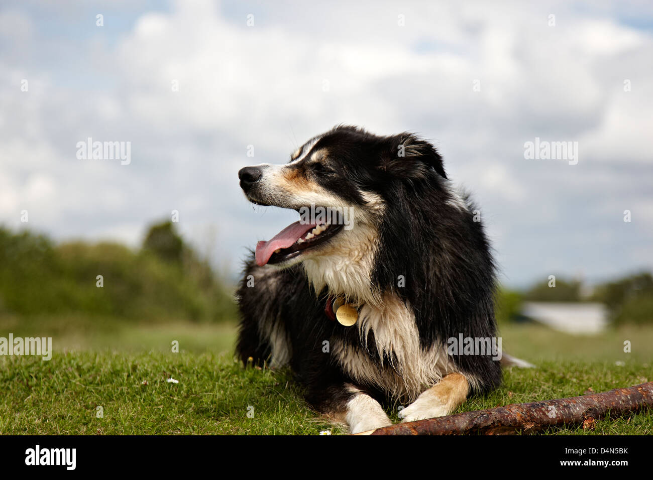 Border collie stick hi-res stock photography and images - Alamy