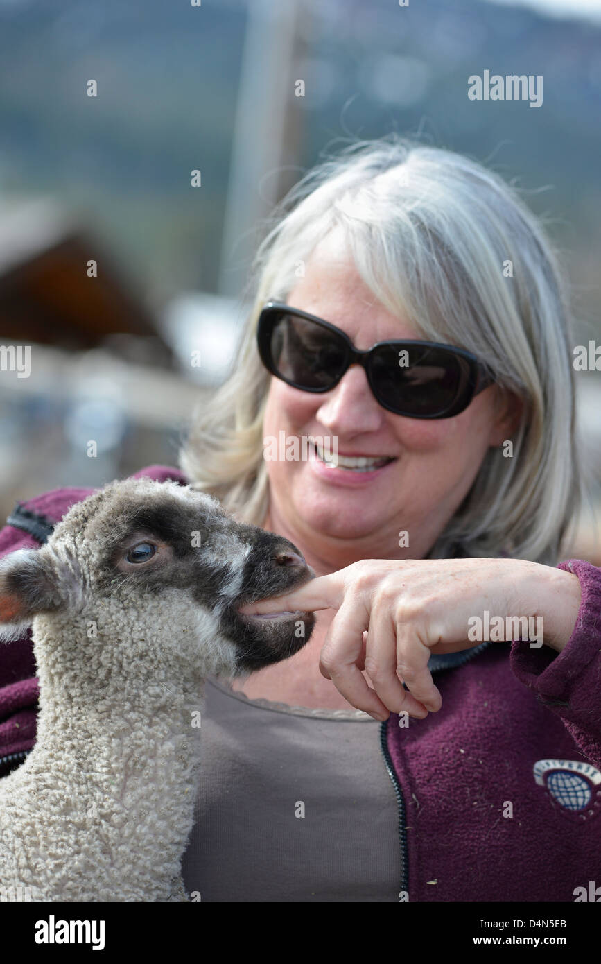 Woman letting lamb chew on her finger, Wallowa Valley, Oregon Stock ...