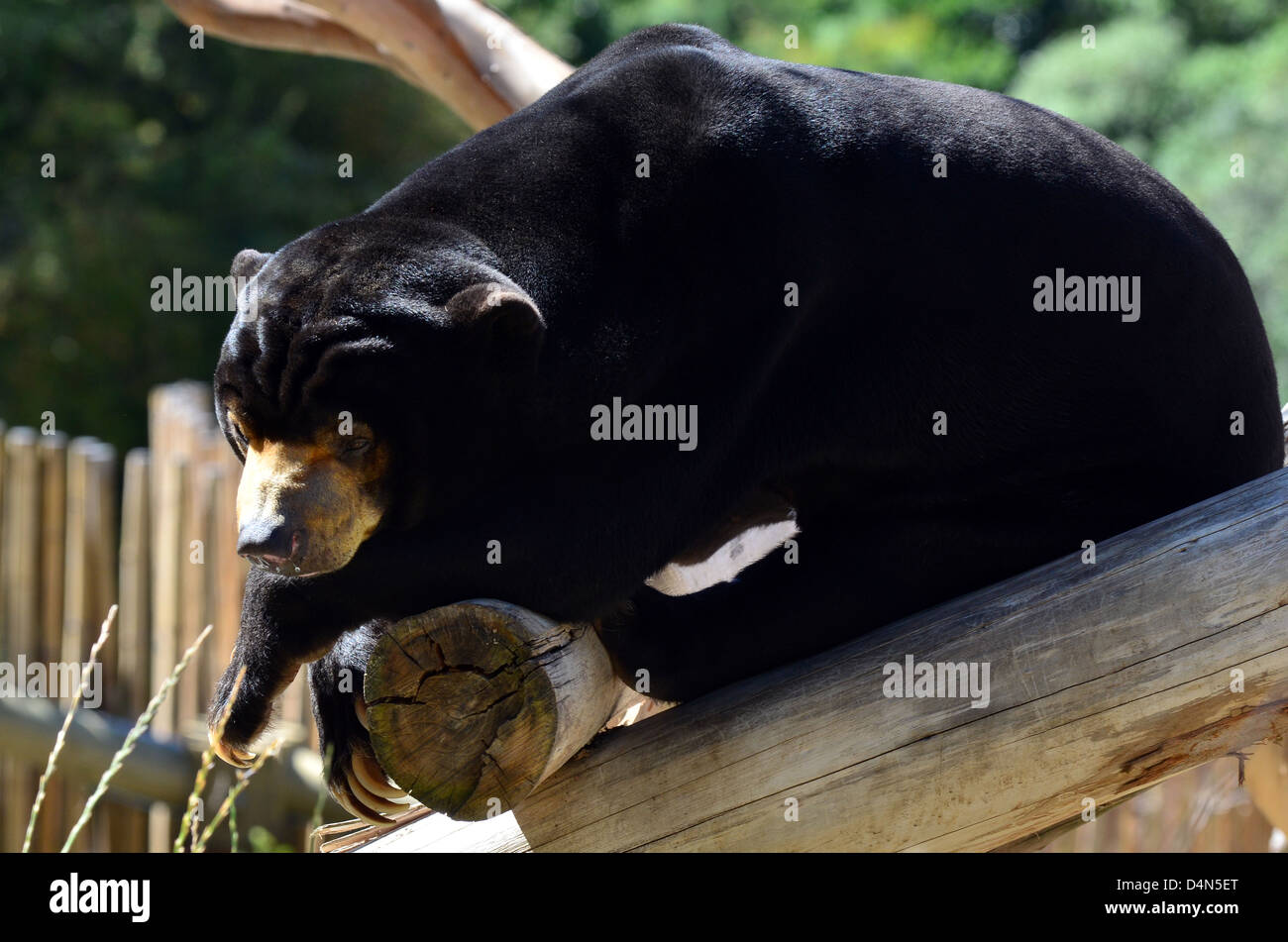 Malaysian Sun Bear Thailand High Resolution Stock Photography and ...