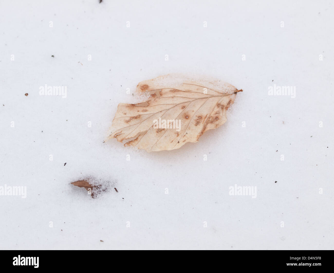 Hornbeam leaf winter hi-res stock photography and images - Alamy