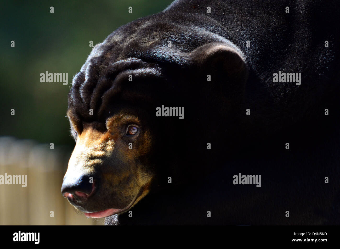 Cute Sloth Face High Resolution Stock Photography and Images - Alamy