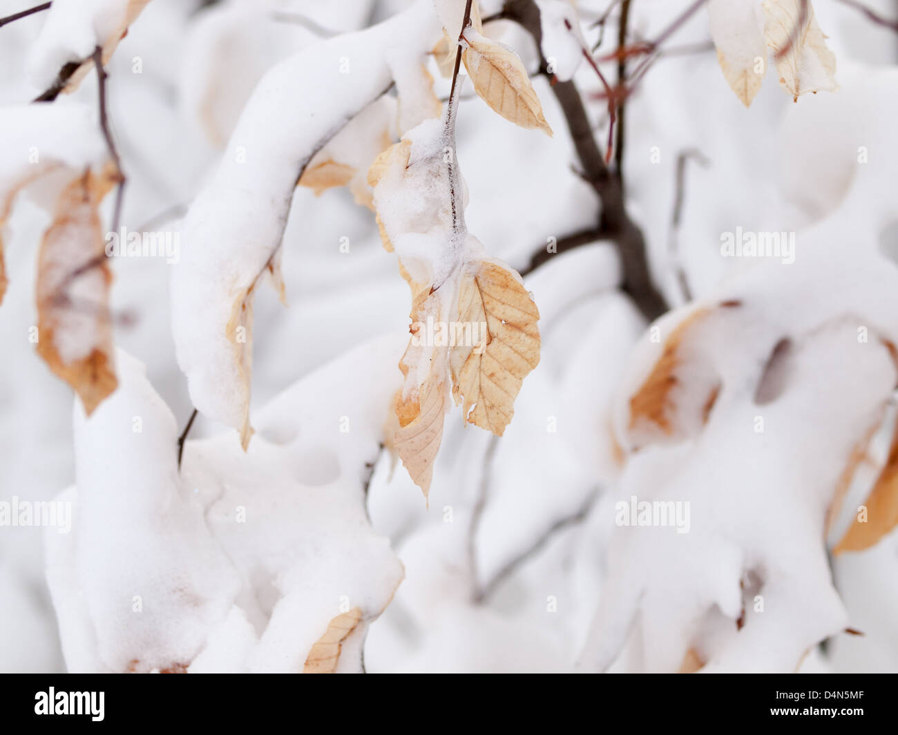 Hornbeam carpinus betulus winter hi-res stock photography and images ...