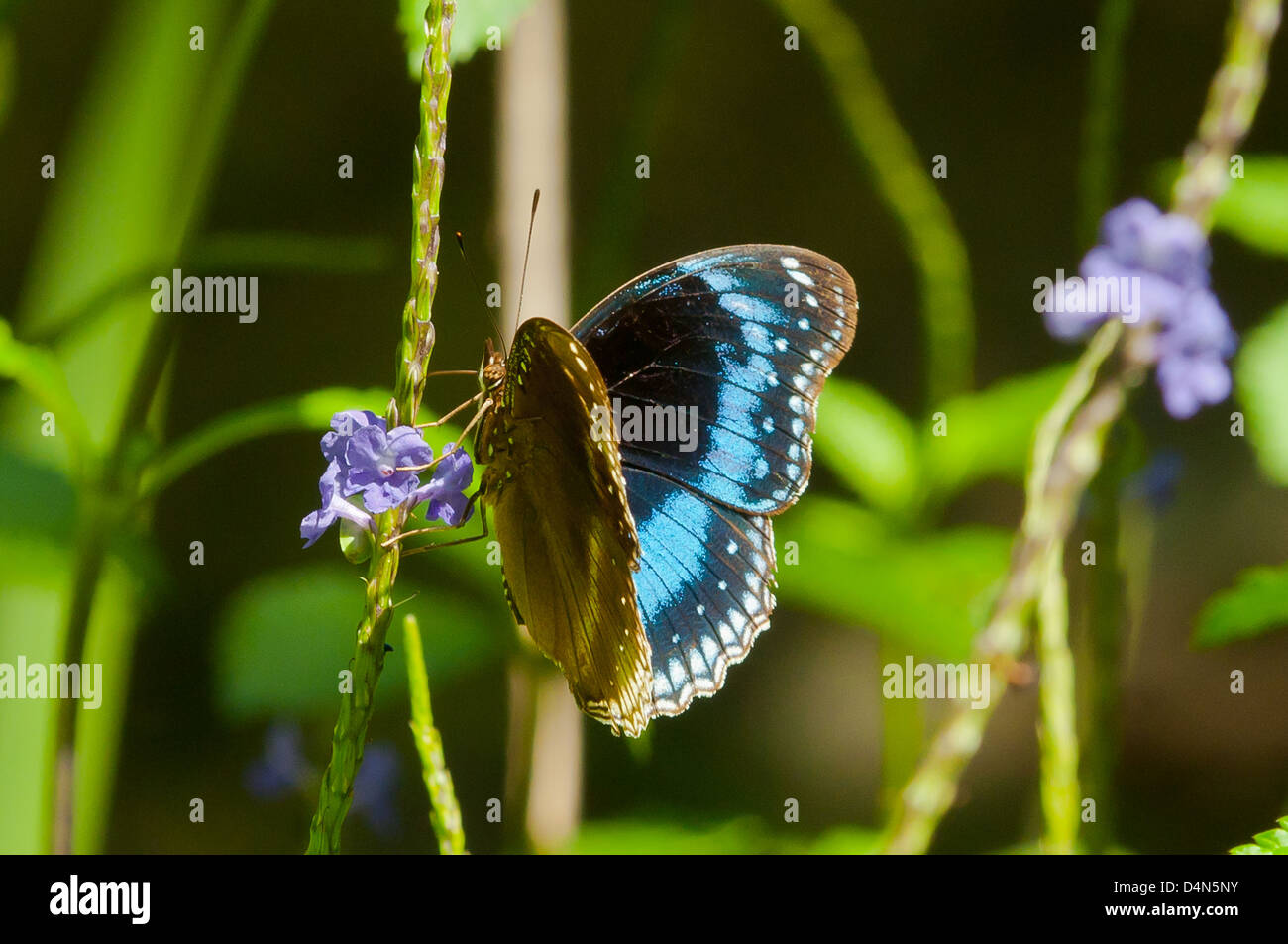Blue Eggfly Butterfly, Tully Gorge, Queensland Stock Photo - Alamy