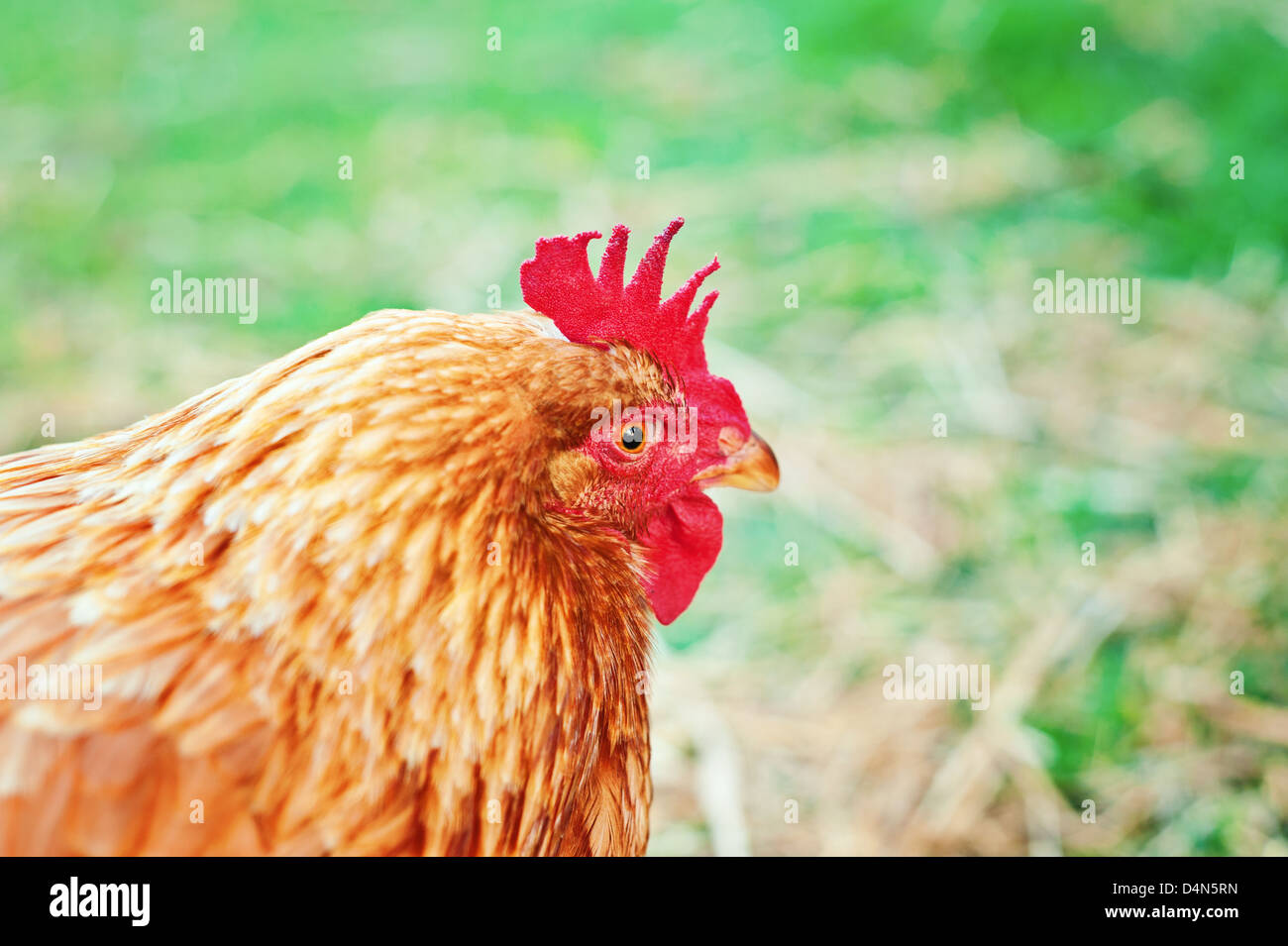 close up chicken Stock Photo - Alamy