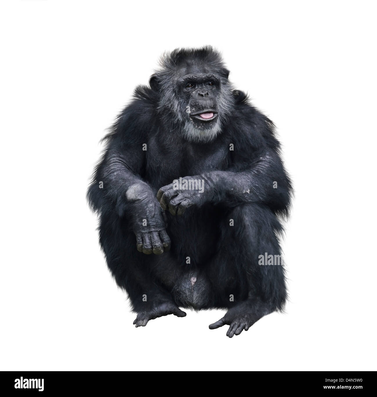 Chimpanzee Sitting On White Background Stock Photo - Alamy